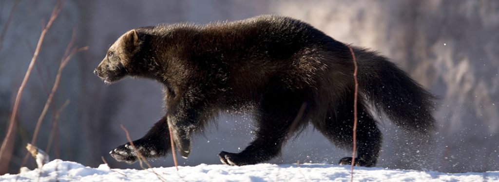 VICTORY! ESA Protection for Wolverine - Western Environmental Law Center
