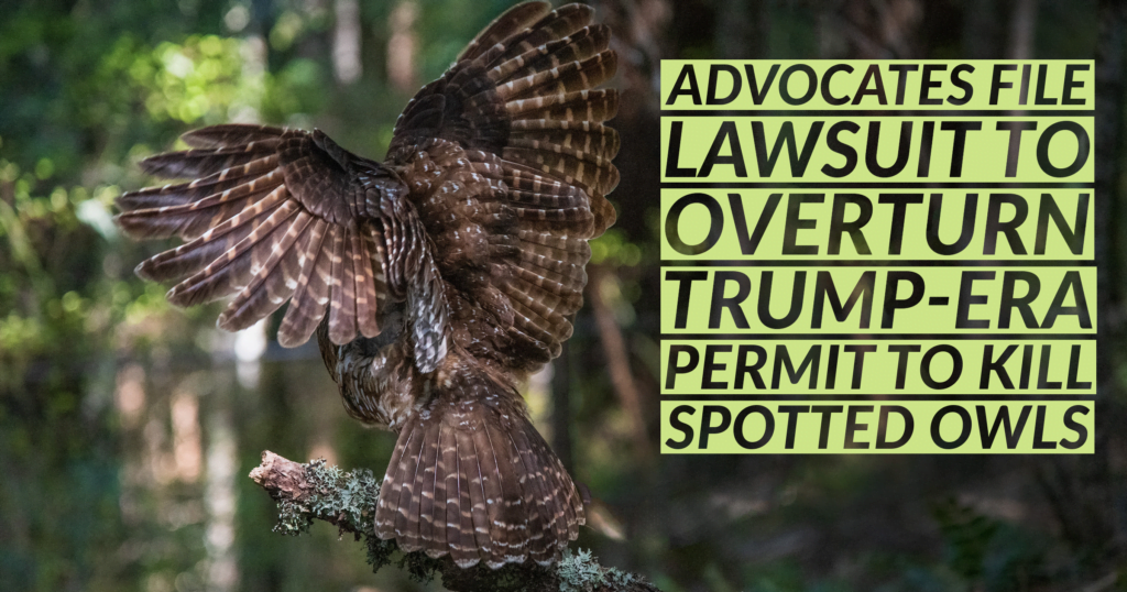Advocates file lawsuit to overturn Trump-era permit to kill spotted ...